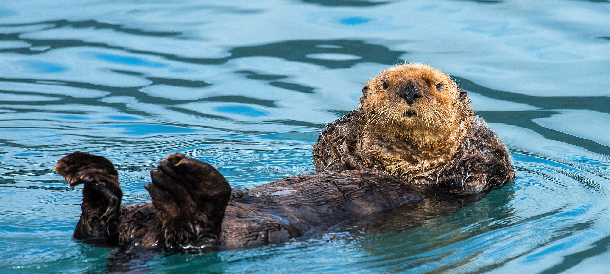 Forms | Native Village of Larsen Bay